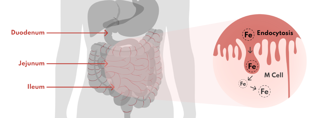 Ferosom Forte Sachets - Ferosom